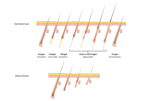 Hair Growth Cycle Explained | NY Hair Loss